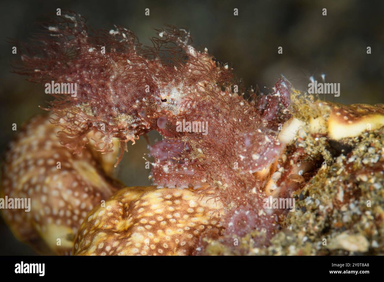 Hairy octopus, Octopus sp., Lembeh Strait, North Sulawesi, Indonesia Stock Photo - Alamy