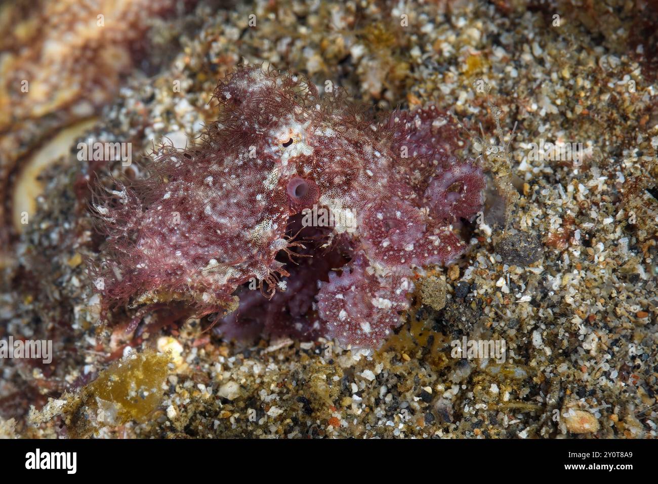 Hairy octopus, Octopus sp., Lembeh Strait, North Sulawesi, Indonesia Stock Photo - Alamy