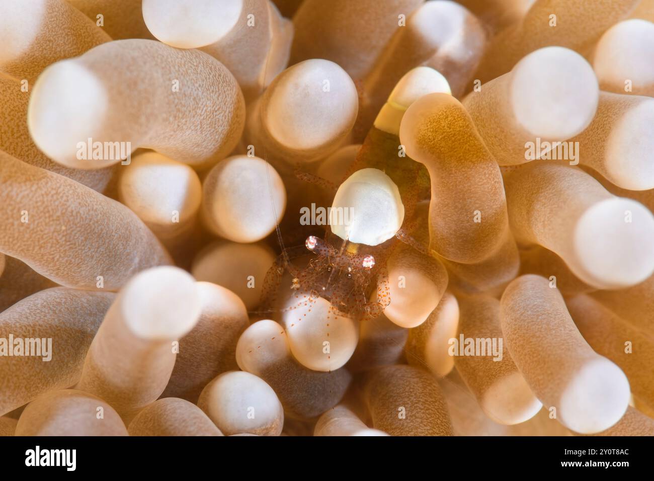 Commensal shrimp, Hamopontonia fungicola, on fungiid coral, Heliofungia ...