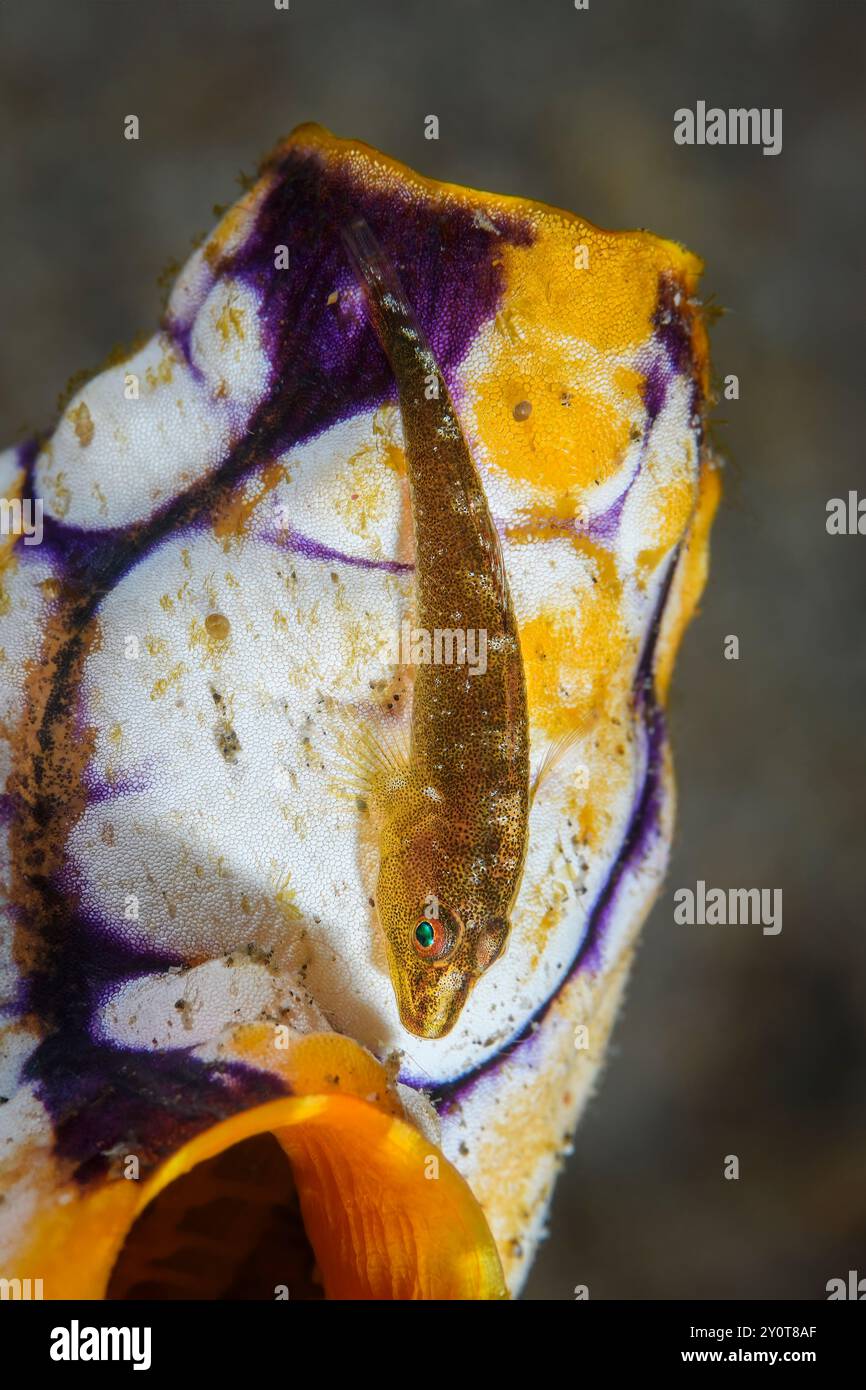 Common Ghostgoby, Pleurosicya mossambica, on tunicate, Polycarpa aurata ...