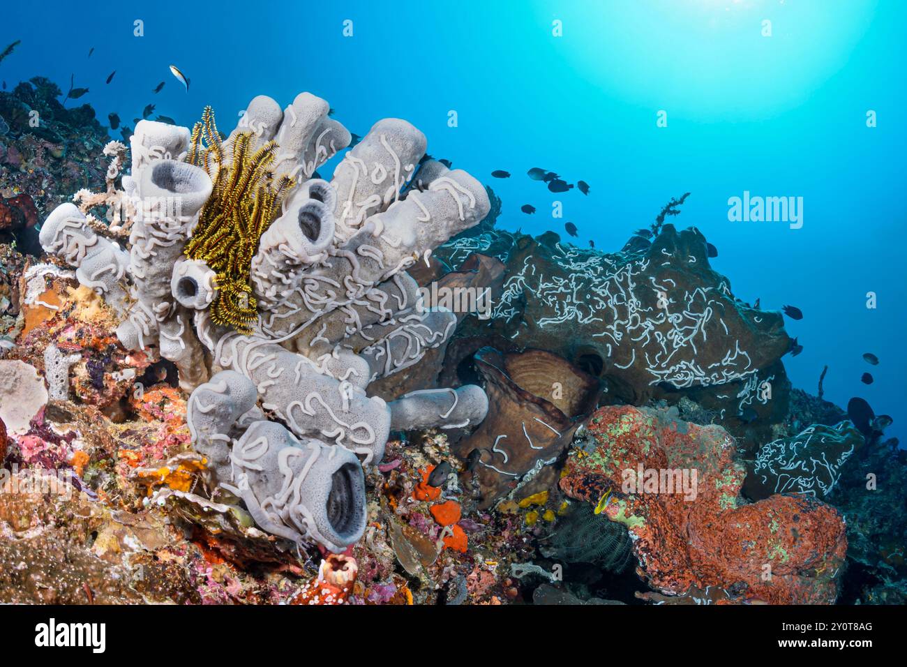 Grey tube sponges, Niphates olemda, with white sea cucumbers, Synaptula ...
