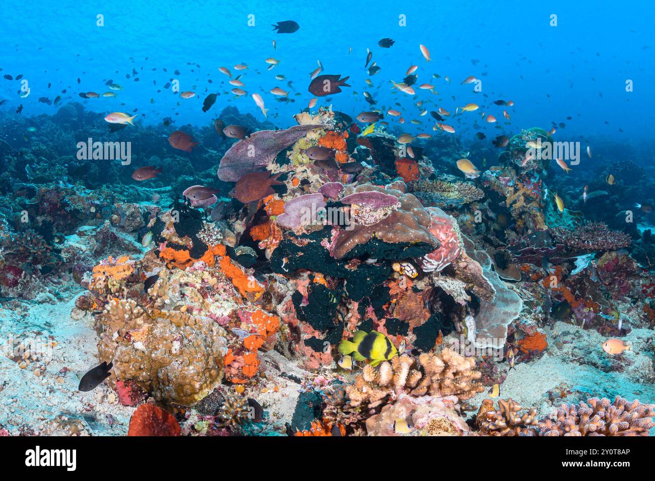 Reef fish on a healthy coral reef, East Lembeh Island, North Sulawesi ...
