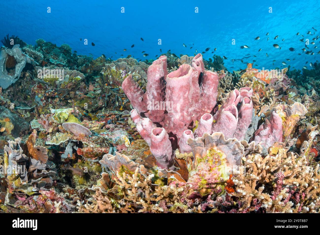 Tube sponges, Theonella sp., on a coral reef, East Lembeh Island, North ...