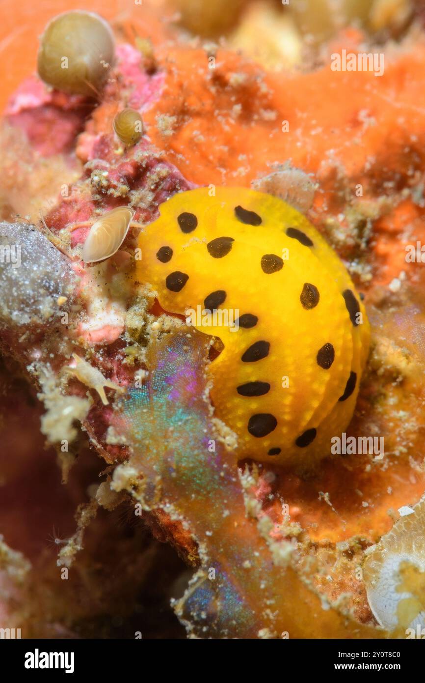 Phyllidia polkadotsa hi-res stock photography and images - Alamy