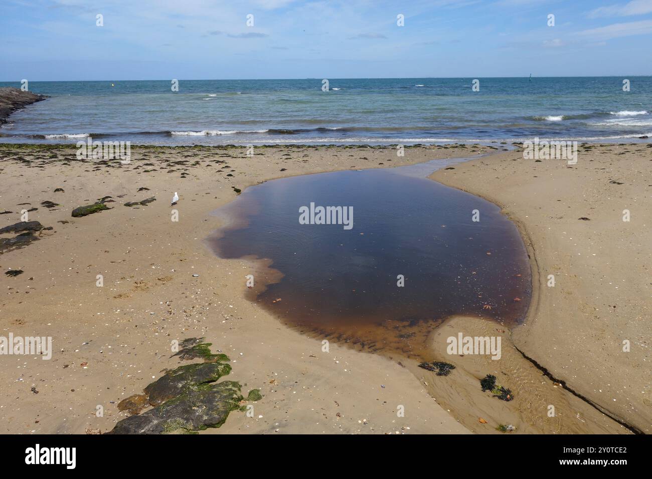 Tide pool and mussels on beach, Brighton Beach, Melbourne, Australia ...
