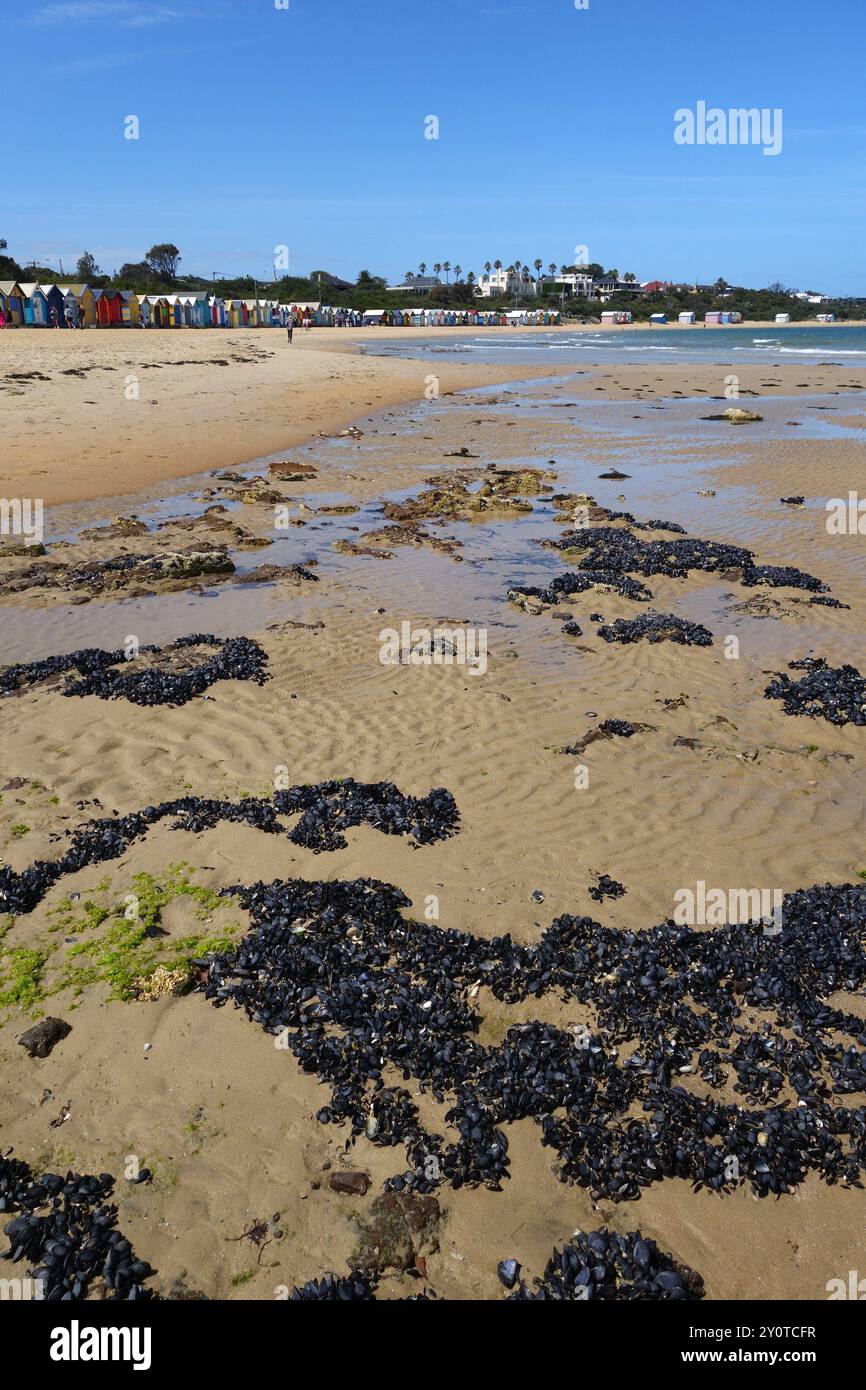 Tide pool and mussels on beach, Brighton Beach, Melbourne, Australia ...