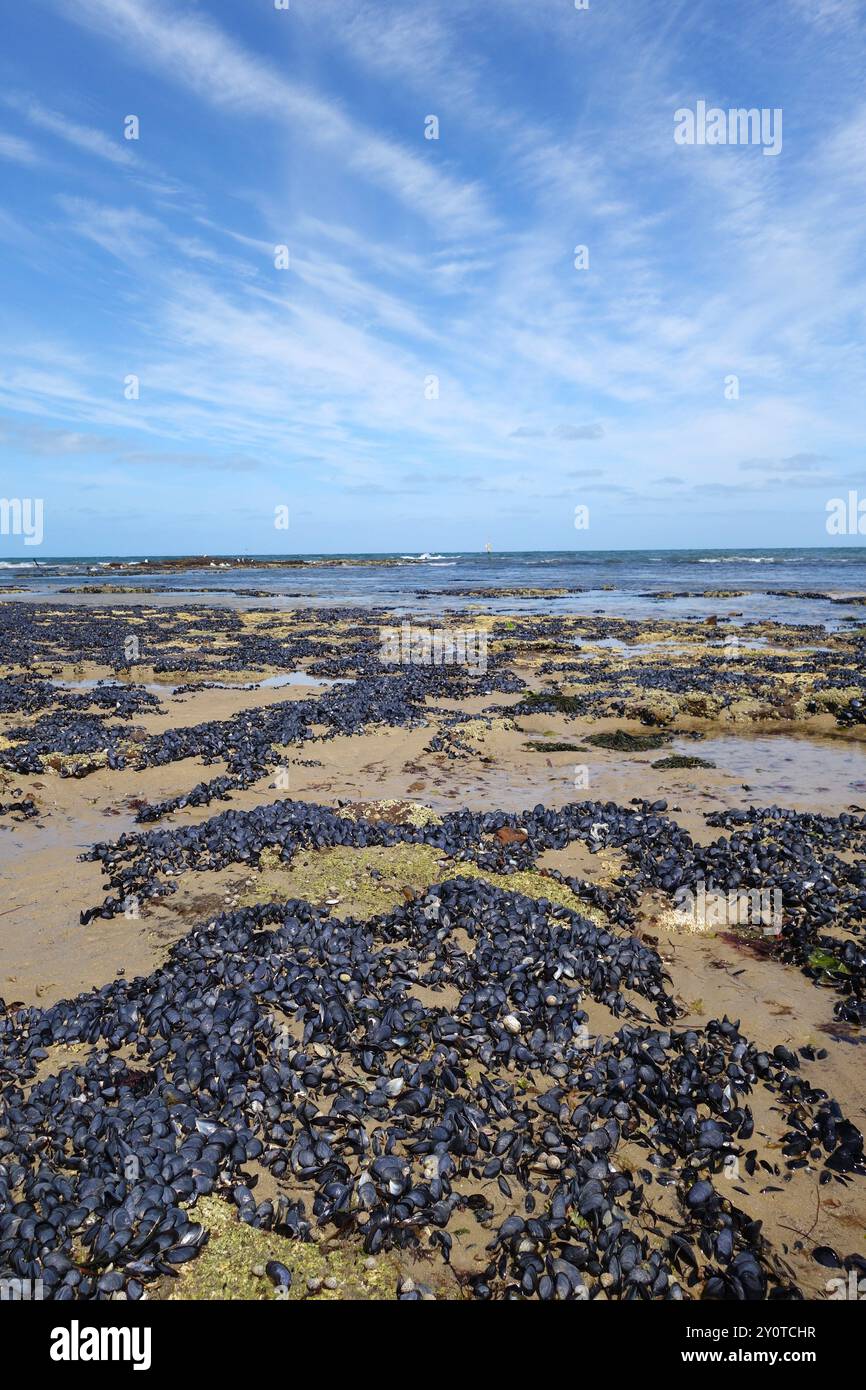 Tide pool and mussels on beach, Brighton Beach, Melbourne, Australia ...