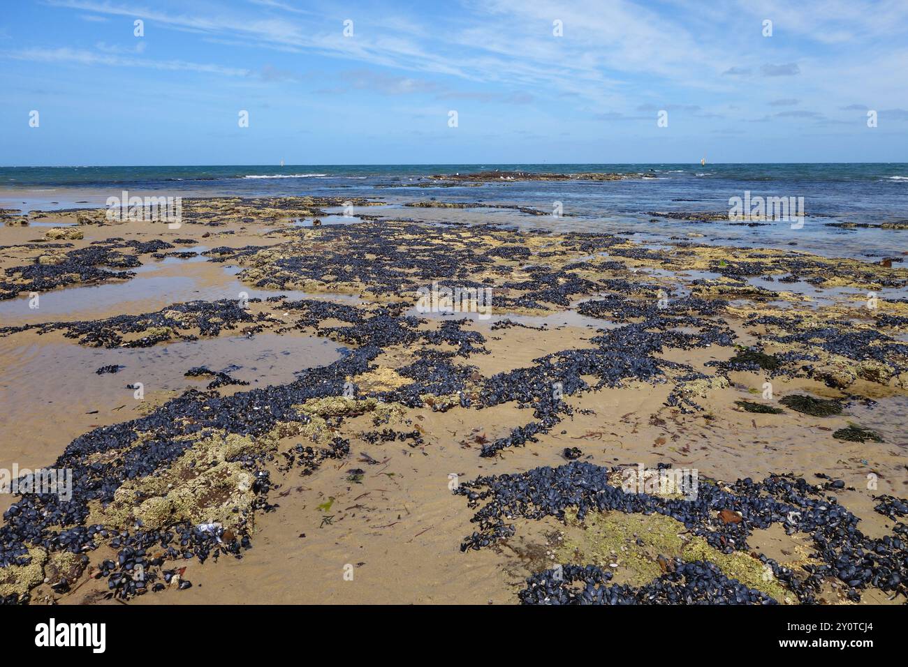 Tide pool and mussels on beach, Brighton Beach, Melbourne, Australia ...