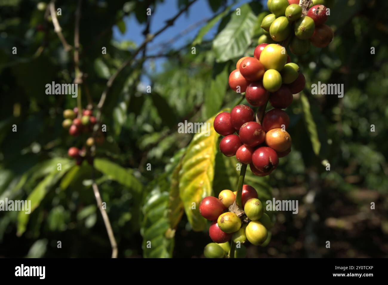 Farm agriculture coffee plants industrial hi-res stock photography and ...