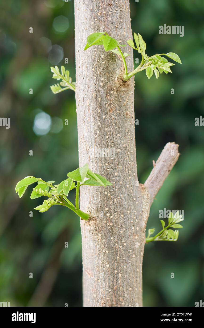 kakawate or madre de cacao plant branch grow from stem, young leaves of ...