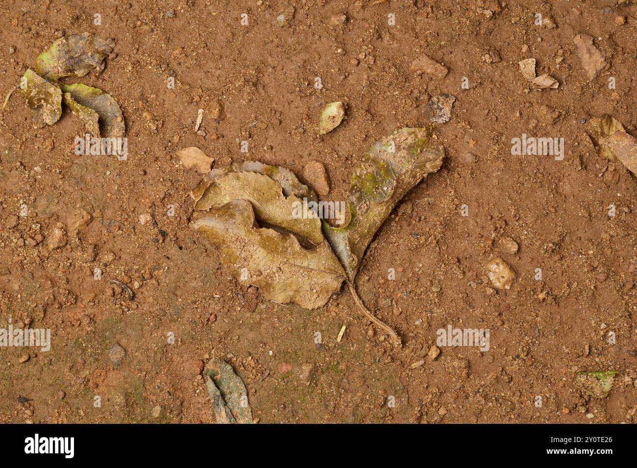 fallen dead leaves decomposing on the ground contributing to soil ...
