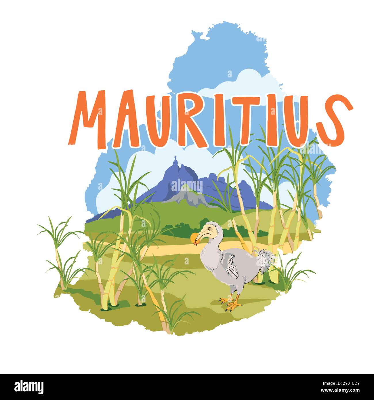 Sugarcane sugar cane species Stock Vector Images - Alamy