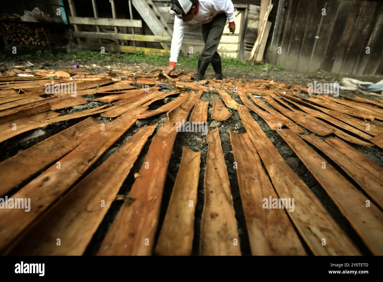 A man drying cinnamon barks in the sun in Kayu Aro, Kerinci, Jambi ...