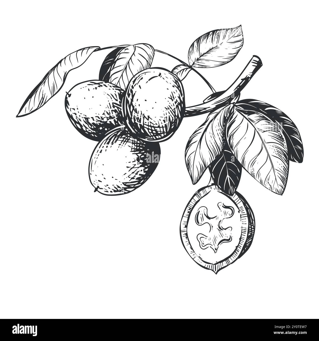 Line sketch of a walnut branch. Hand drawn vector ink drawing of nut ...