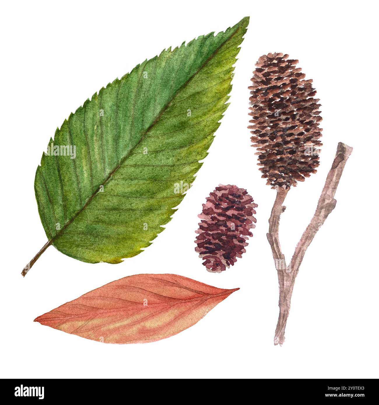 Parts of a plant drawing hi-res stock photography and images - Alamy