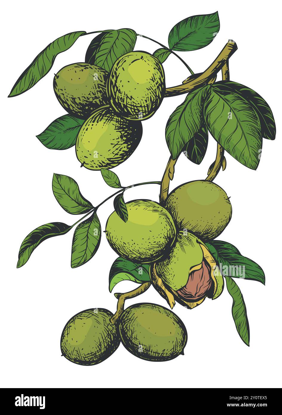 Ripe walnuts on walnut Stock Vector Images - Alamy