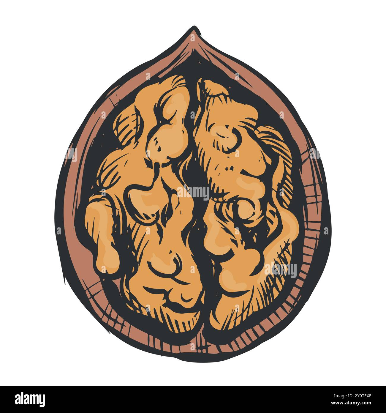 Hand drawn sketch of walnuts vector illustration. Opened walnut kernel ...