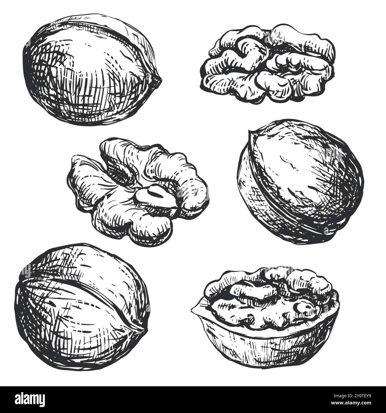 Hand drawn sketch of walnuts vector illustration. Set of open walnut ...