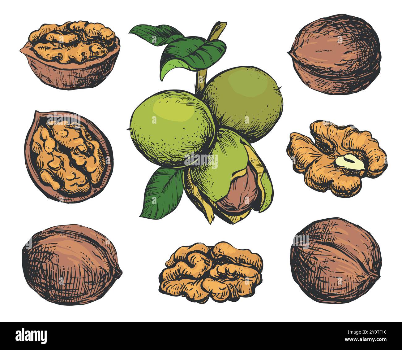 Broken branch illustration vintage Stock Vector Images - Alamy