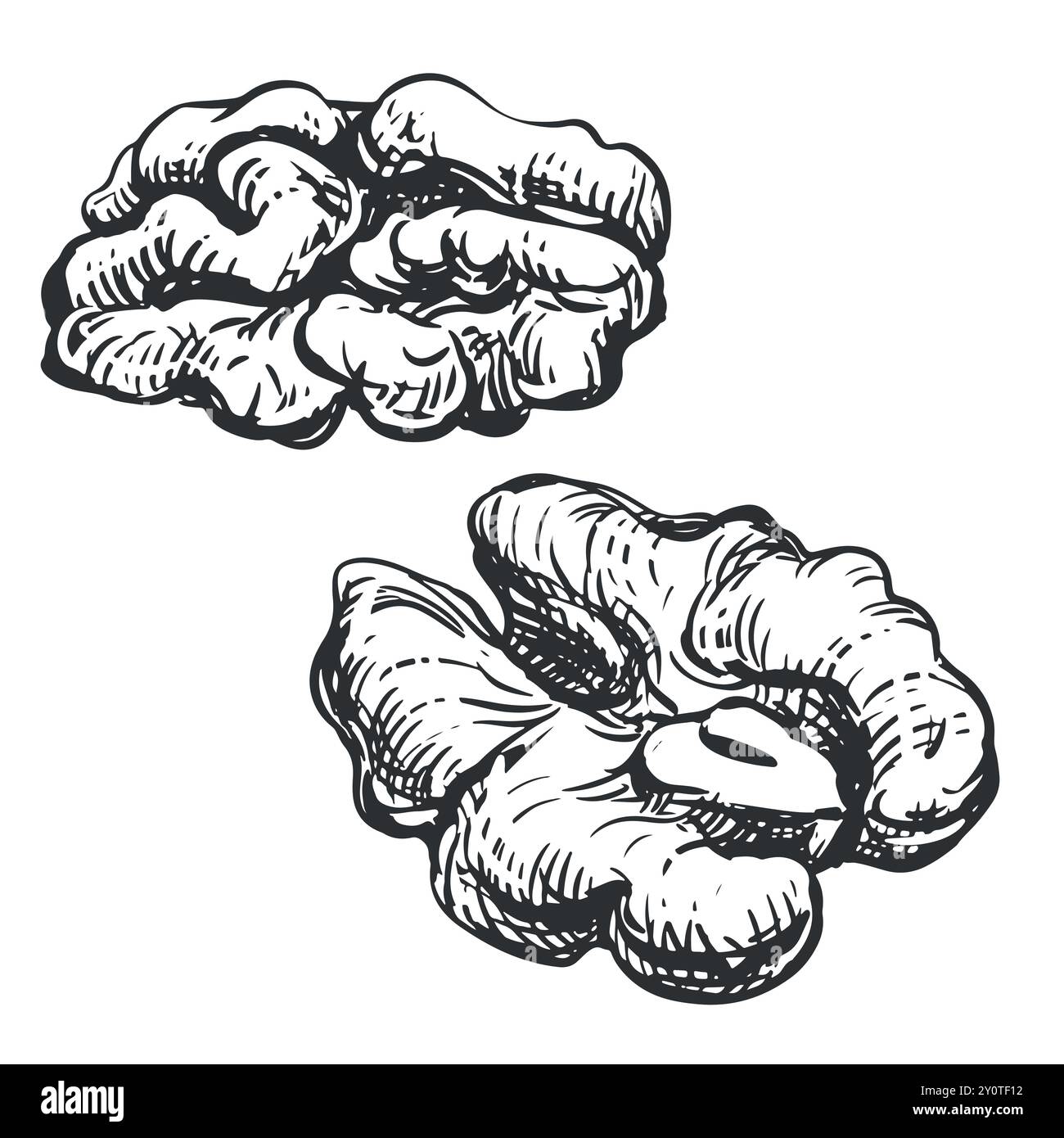 Walnut without shell, half of nut. Vector hand drawn sketch on white ...