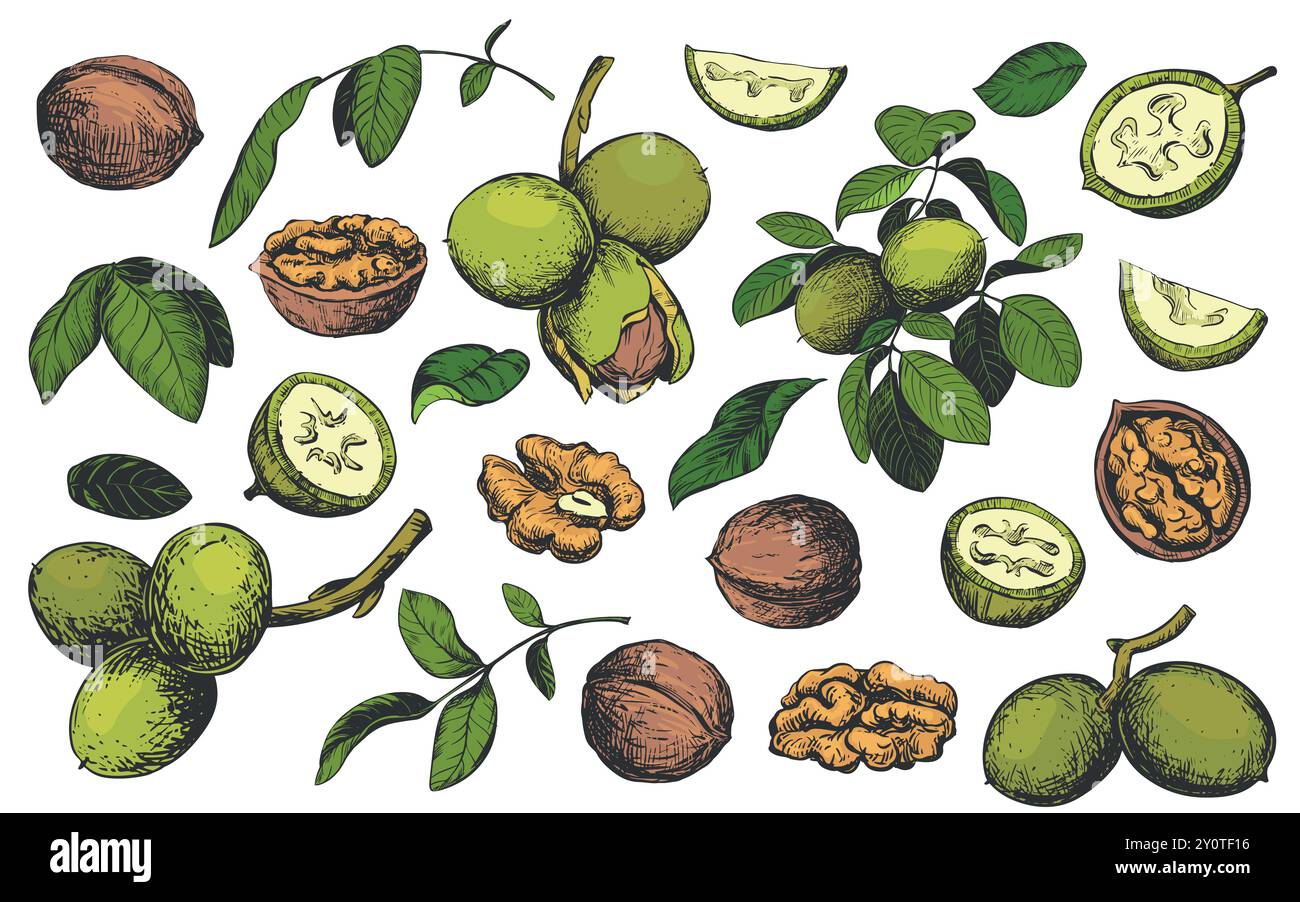 Broken branch illustration vintage Stock Vector Images - Alamy