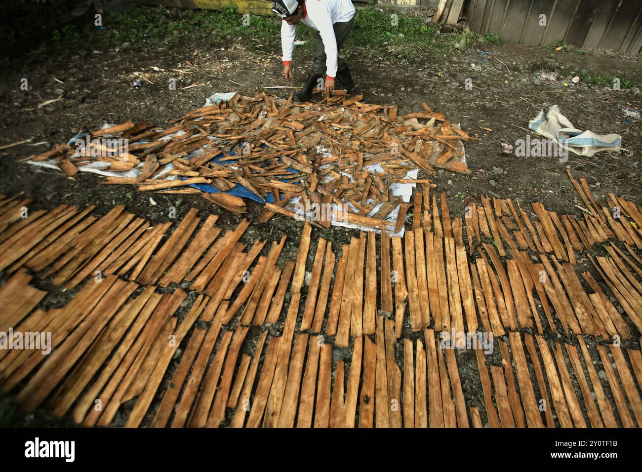A man drying cinnamon barks in the sun in Kayu Aro, Kerinci, Jambi ...