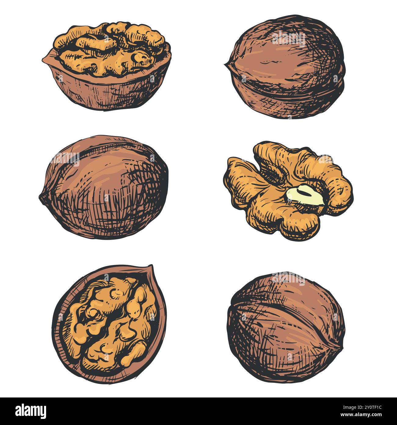 Hand drawn sketch of walnuts vector illustration. Opened walnut kernel ...