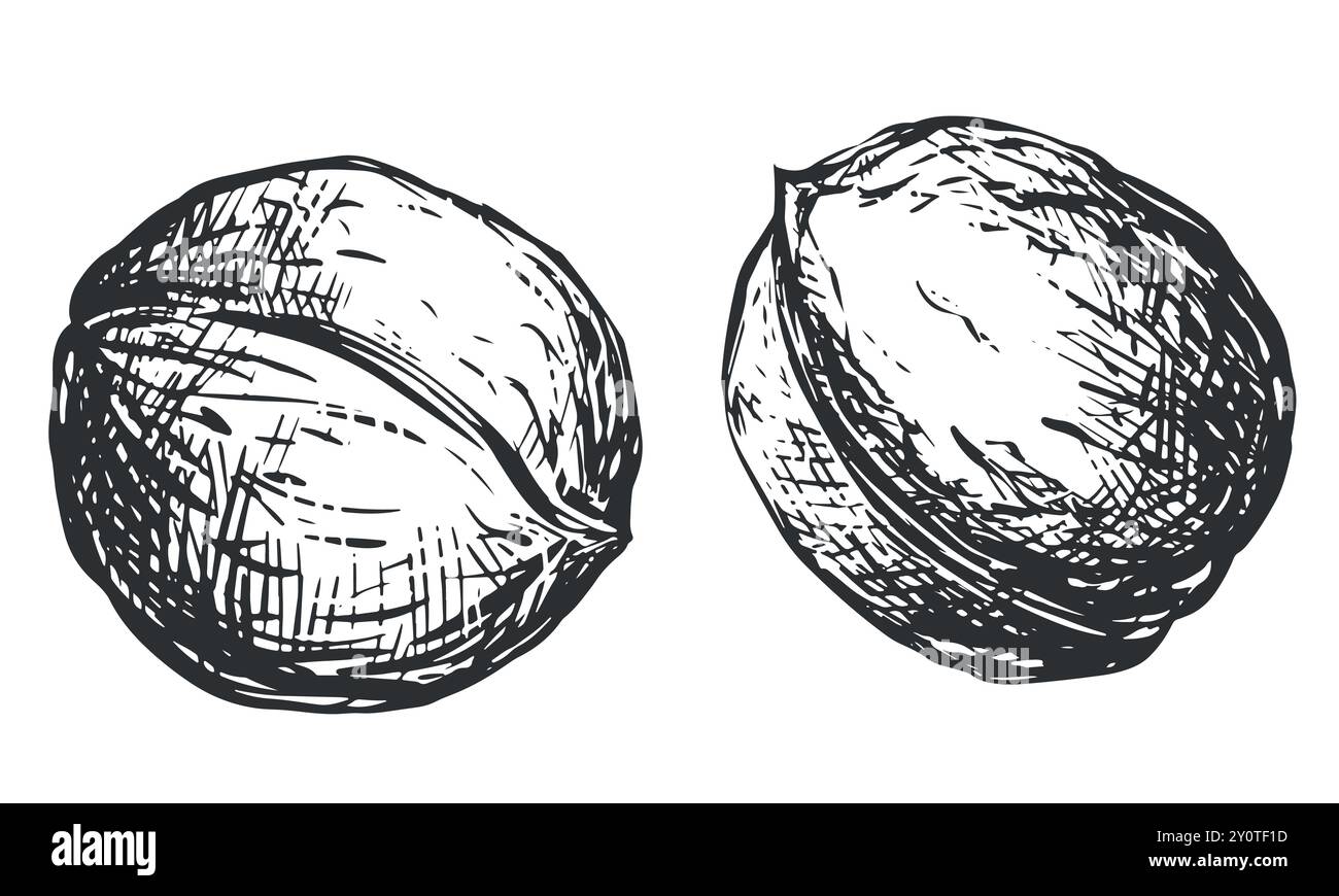 Walnut linear sketch. Hand drawn vector nut whole ripe. Vector ...
