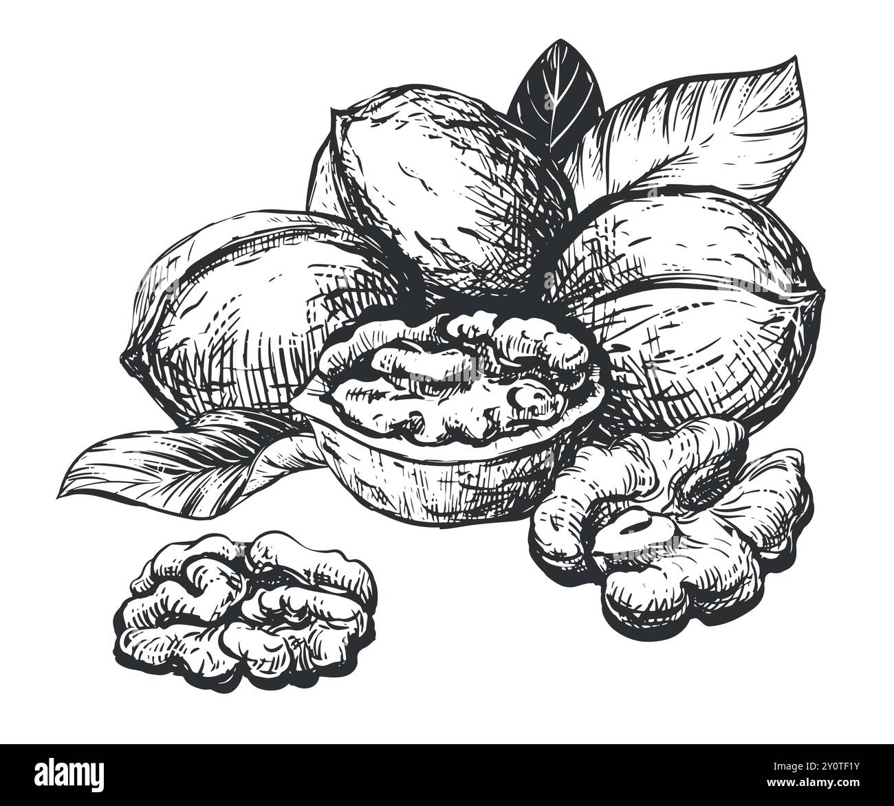 Hand drawn sketch of walnuts vector illustration. Composition of open ...