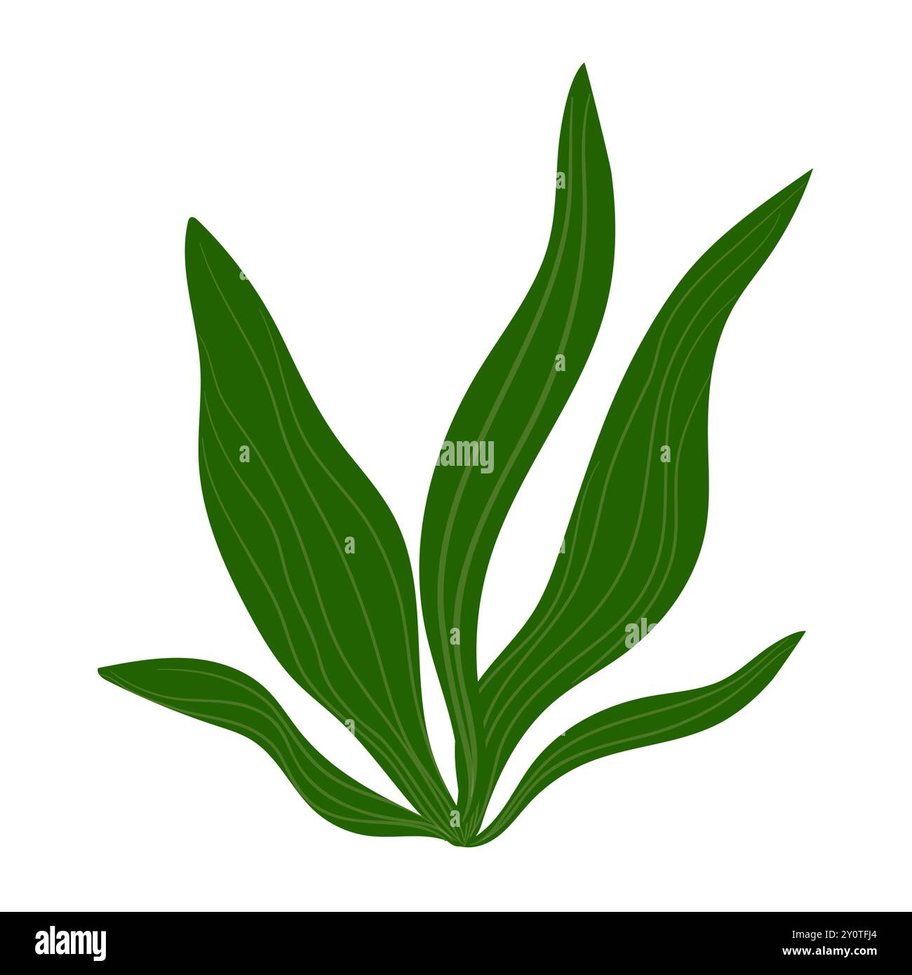 Green Algae Vegetation Plant Illustration Stock Vector Image & Art - Alamy