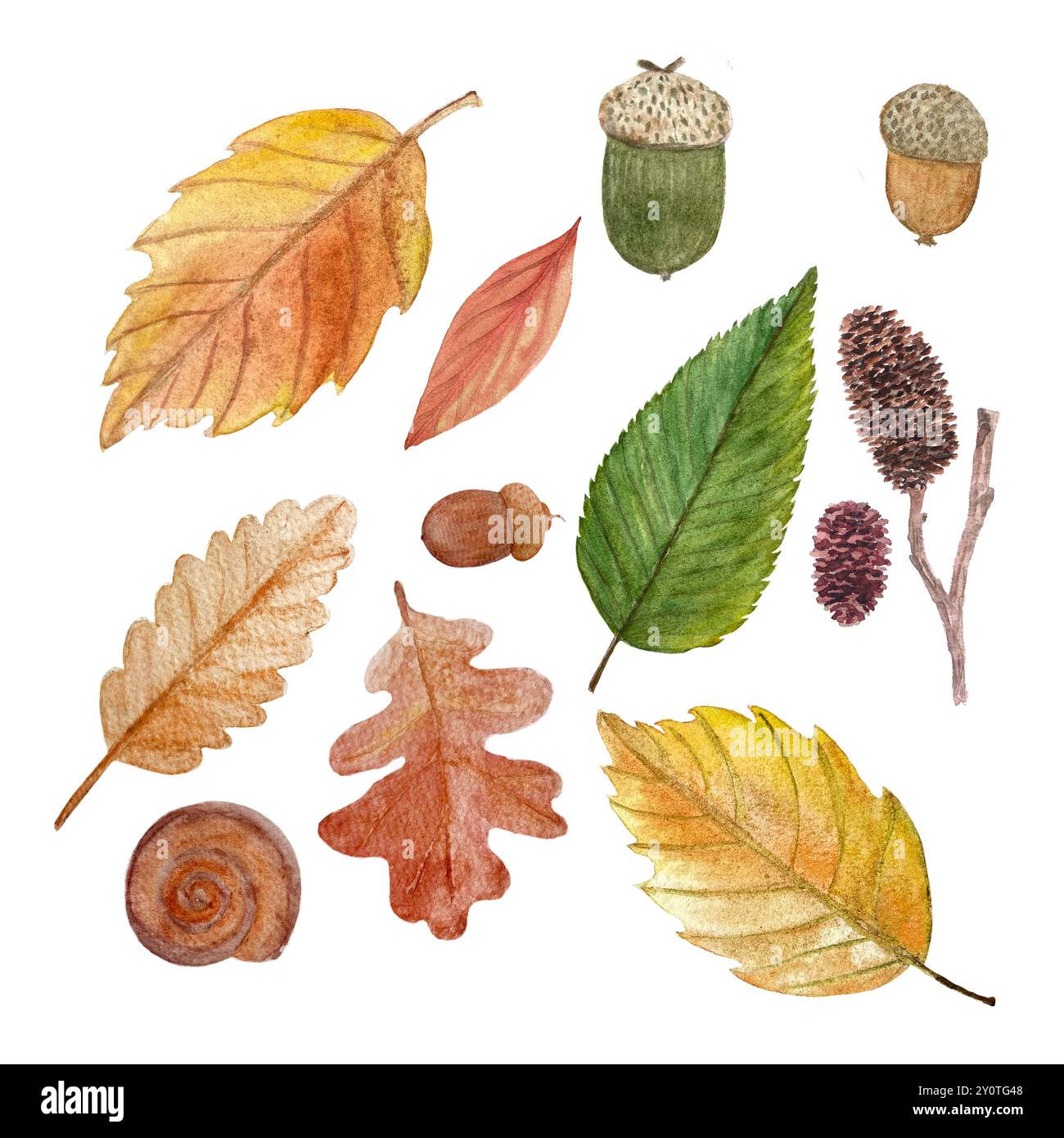 Alder leaf, its cones, oak leaf, acorn hand painted watercolor set ...