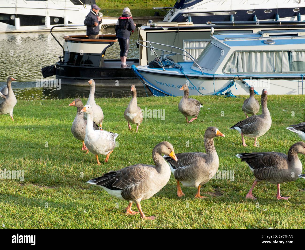 Flock of geese and houseboats on the Thames at Abingdon.We're on the ...