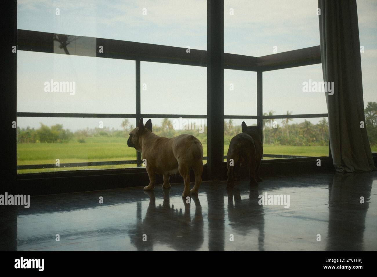 Fawn and black French Bulldogs are enjoying the view of the rice fields ...