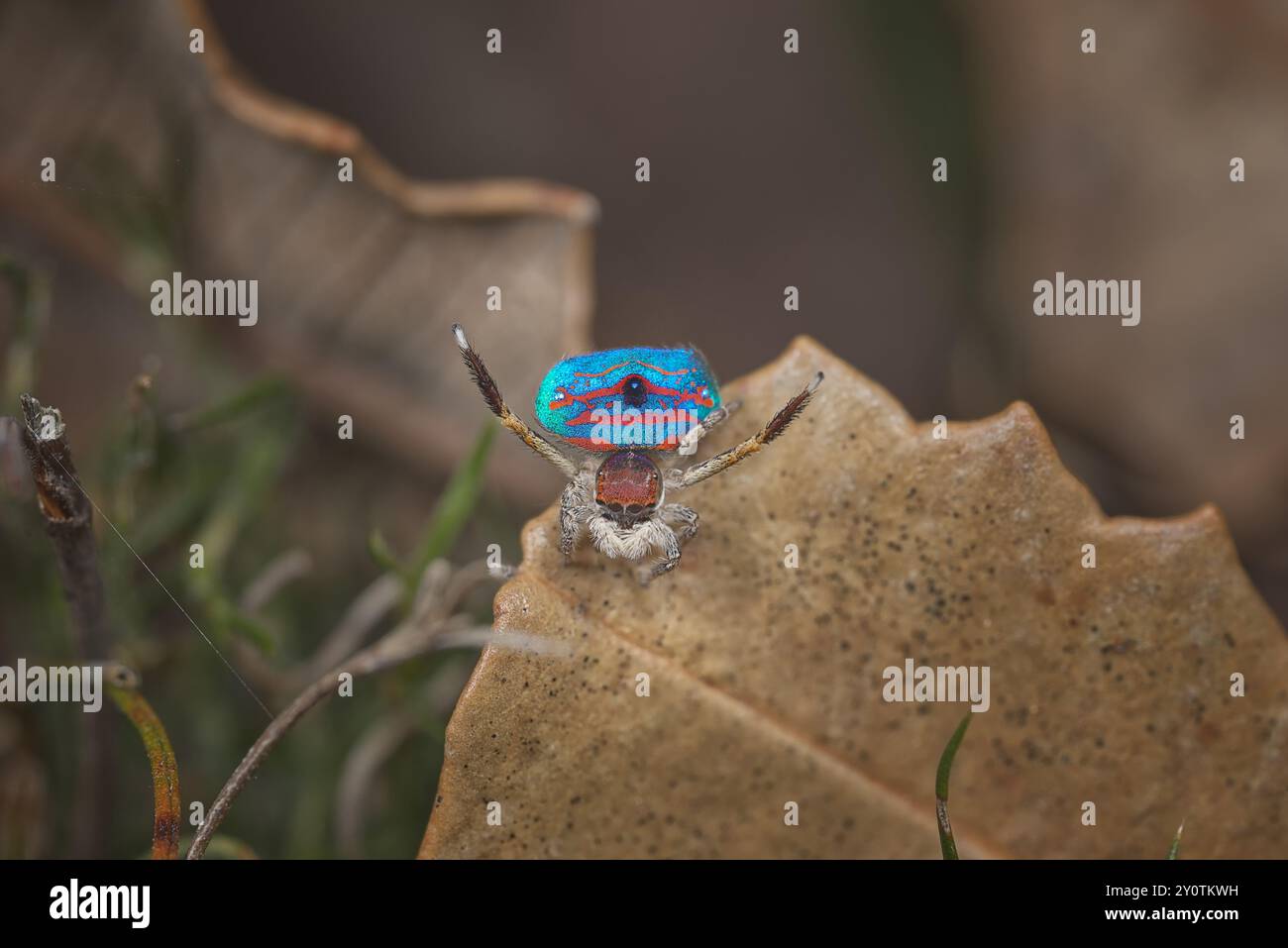Male Maratus gemmifer, a Peacock spider, displaying for a female Stock ...