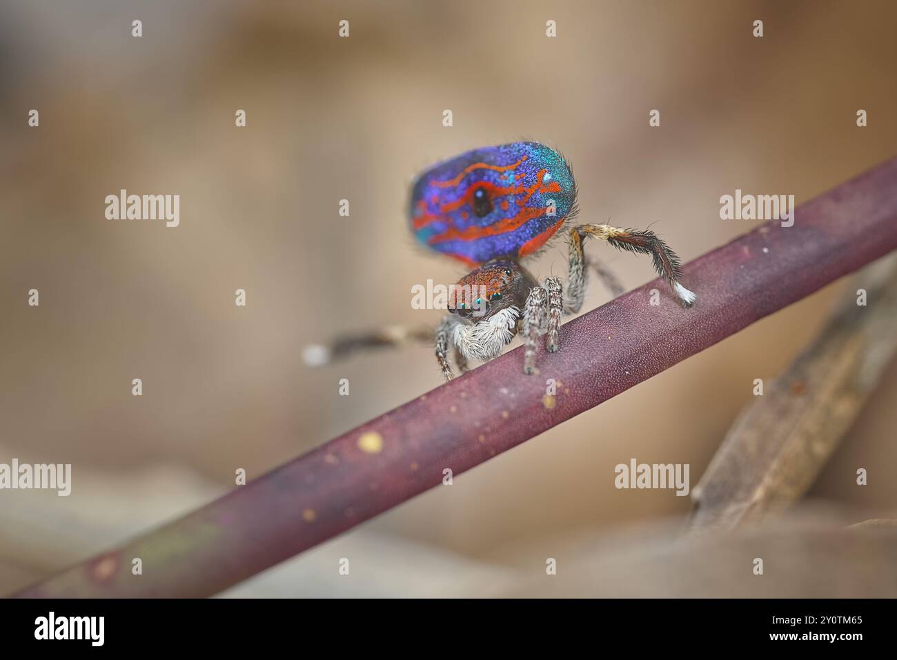 Male Maratus gemmifer, a Peacock spider, displaying for a female Stock ...