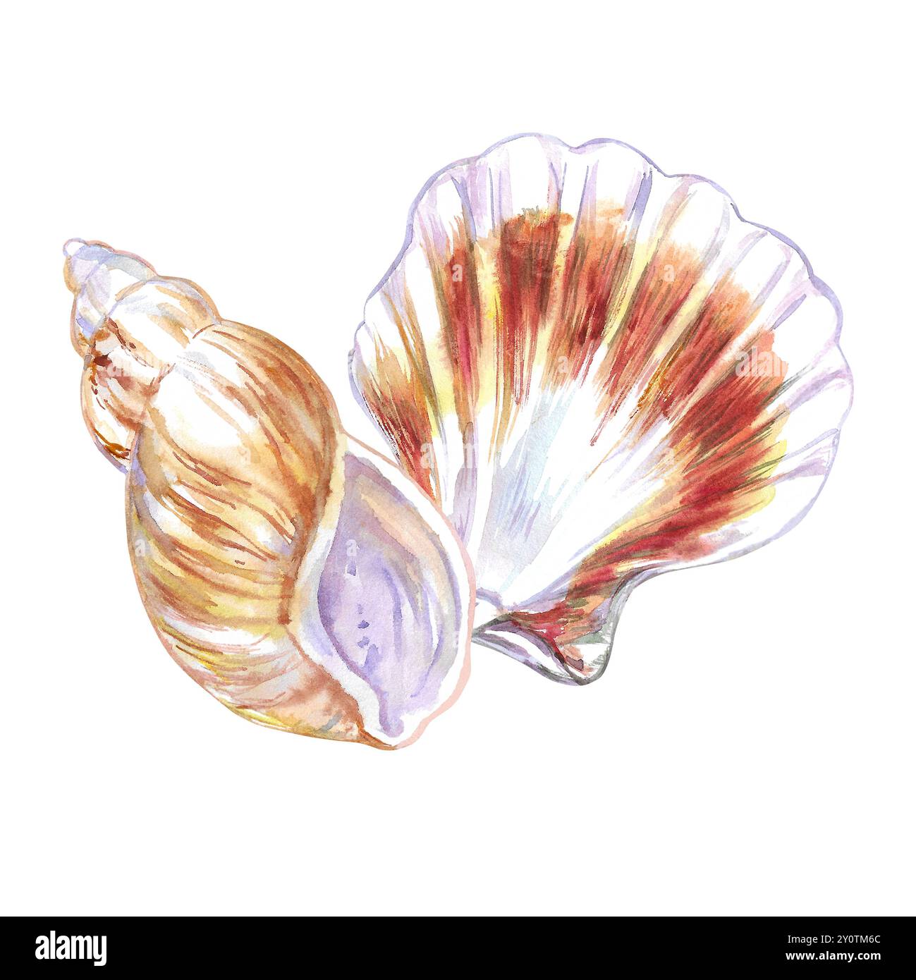 Seashell composition of Rosy Wolf snail and Calico Scallop in ...