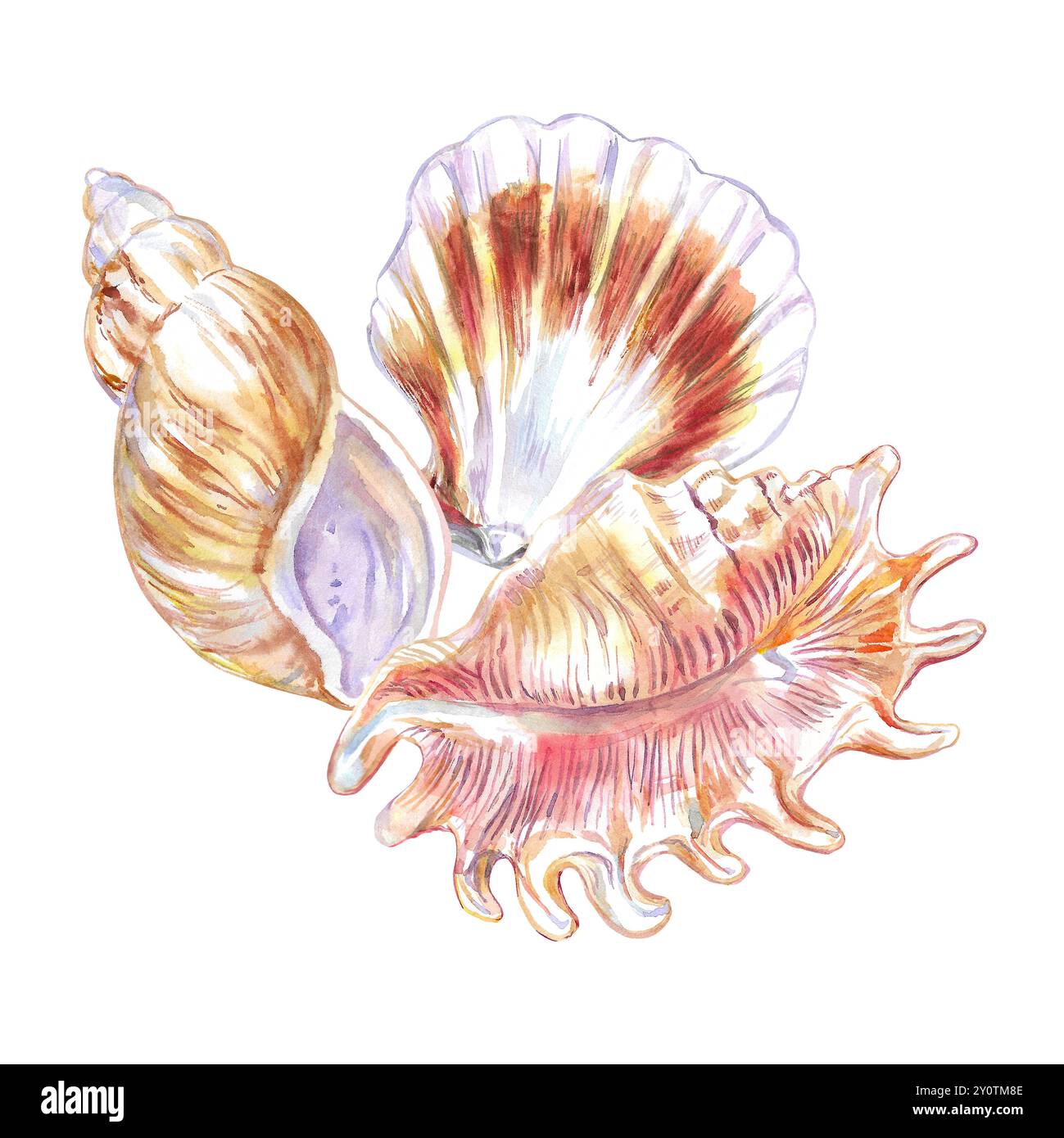 Seashell composition of Scorpion Spider Conch, Rosy Wolf snail, Calico ...