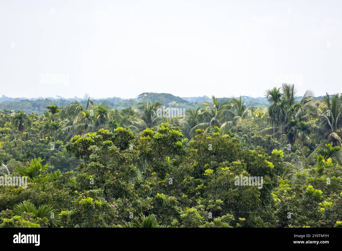 A beautiful rainforest landscape in Bangladesh, where the trees reach ...