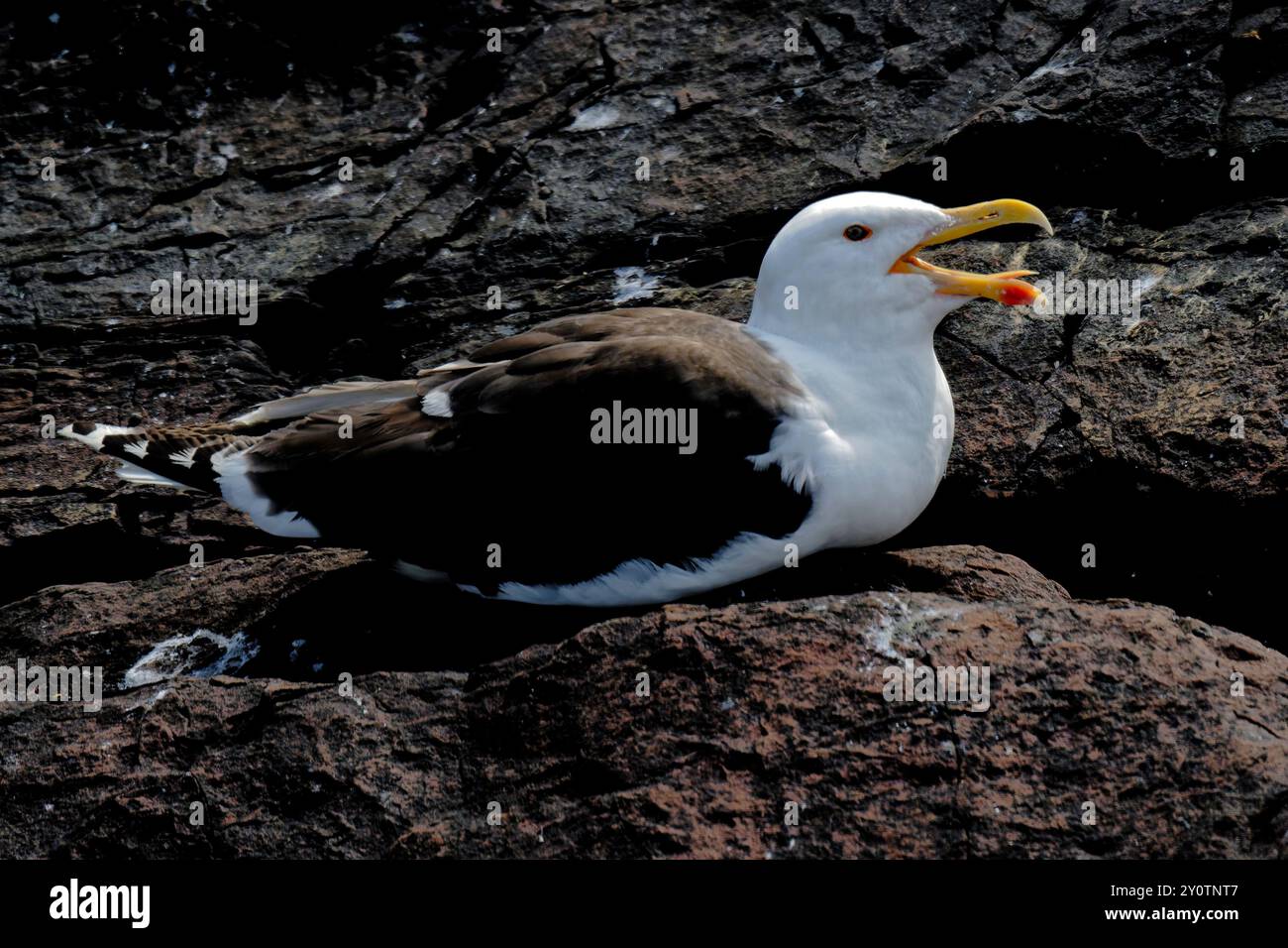 Thick set black backed gull hi-res stock photography and images - Alamy