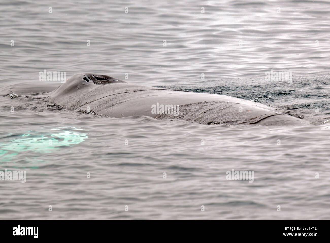 A humpback whale close encounter showing blow holes and evidence of ...