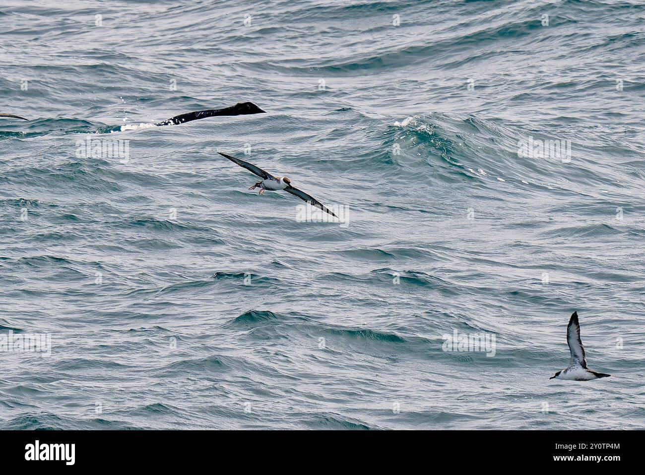 Humpback whales feeding birds hi-res stock photography and images - Alamy