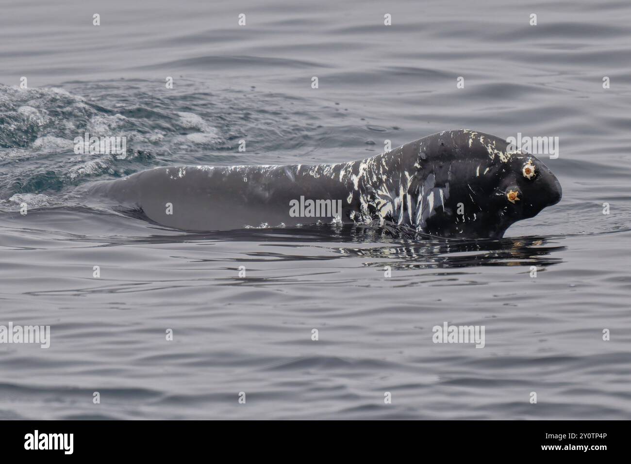 Dorsal fin of a humpback whale showing some scarring Stock Photo - Alamy