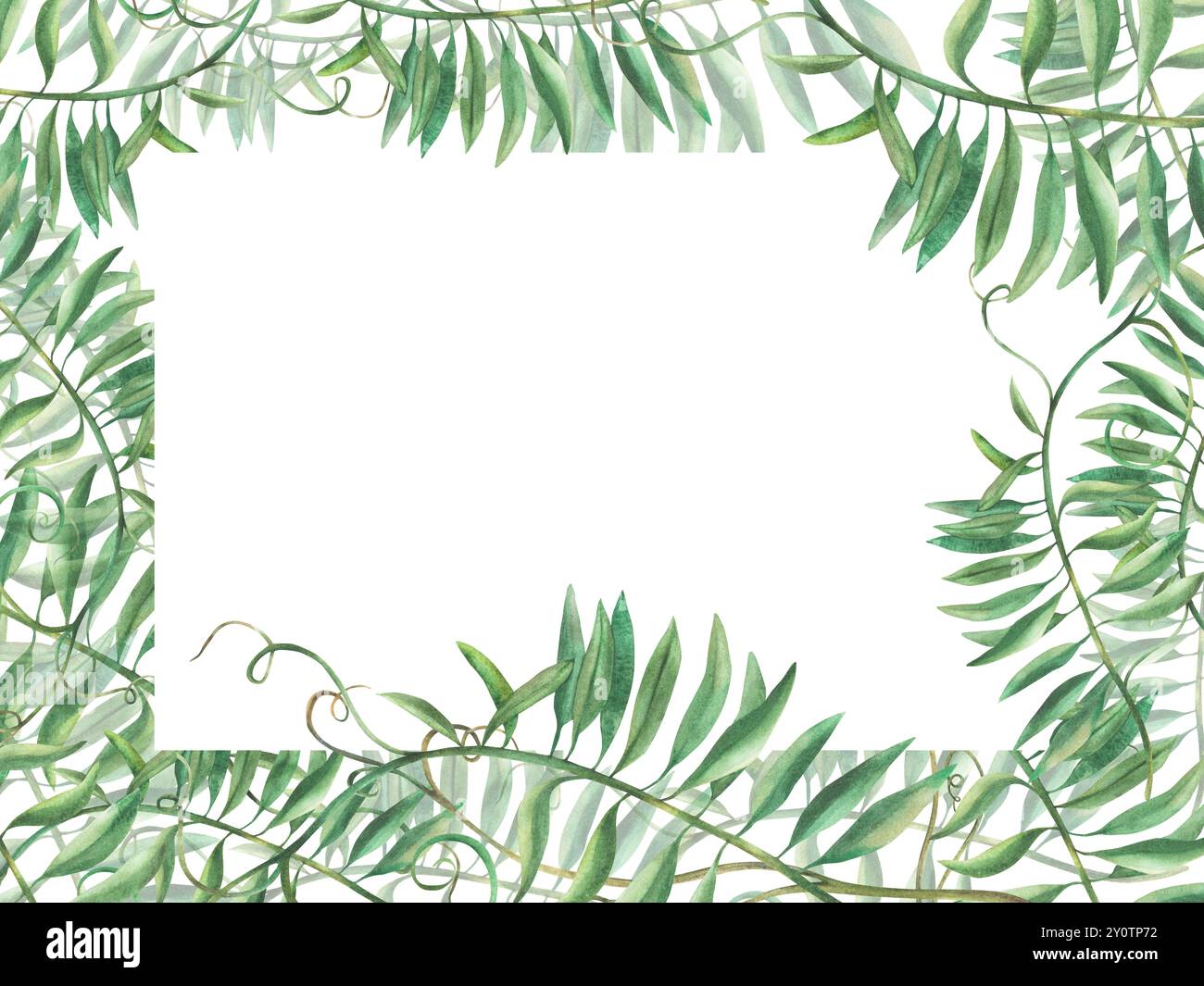 Mouse pea flowerless banner. Wildflower climbing plan green twig frame ...