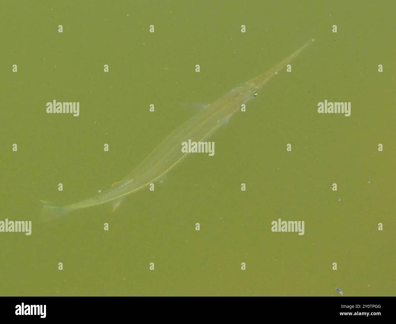 Redfin needlefish hi-res stock photography and images - Alamy