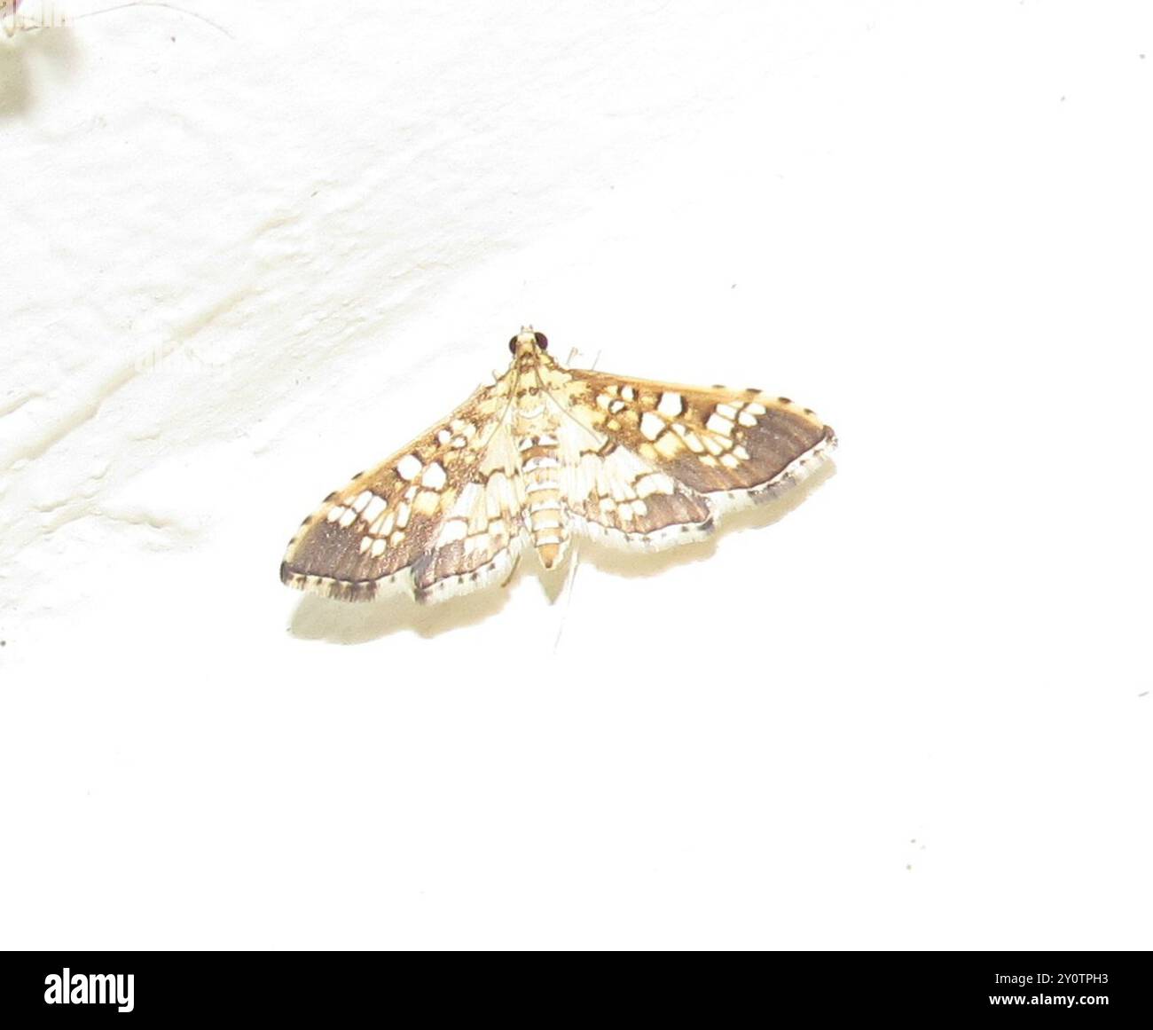 Assembly Moth (Samea ecclesialis) Insecta Stock Photo - Alamy