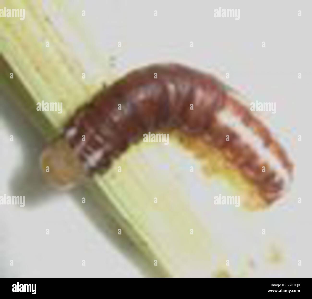 Maritime Sunflower Borer (Papaipema maritima) Insecta Stock Photo - Alamy