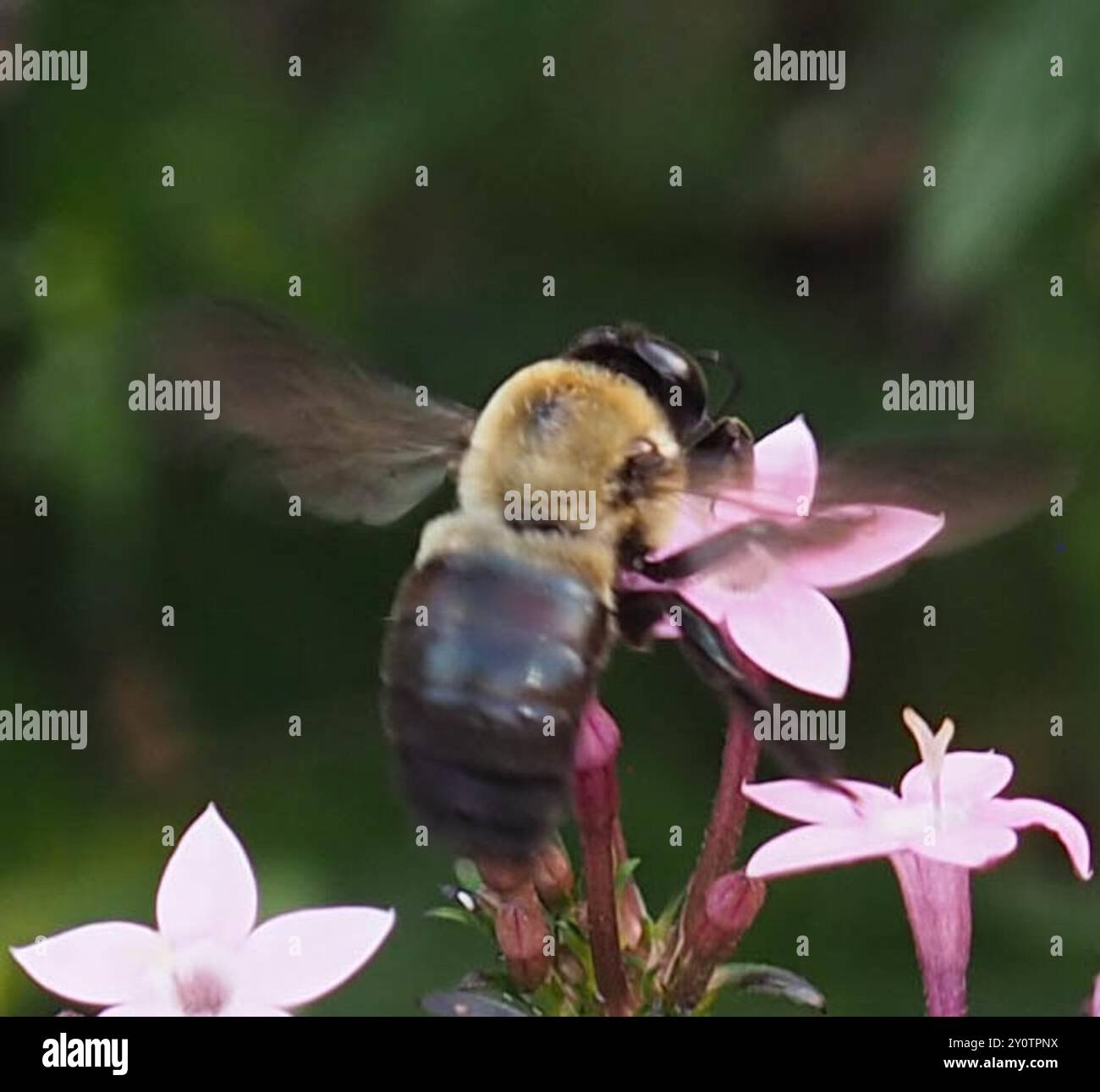 Eastern Carpenter Bee (Xylocopa virginica) Insecta Stock Photo - Alamy