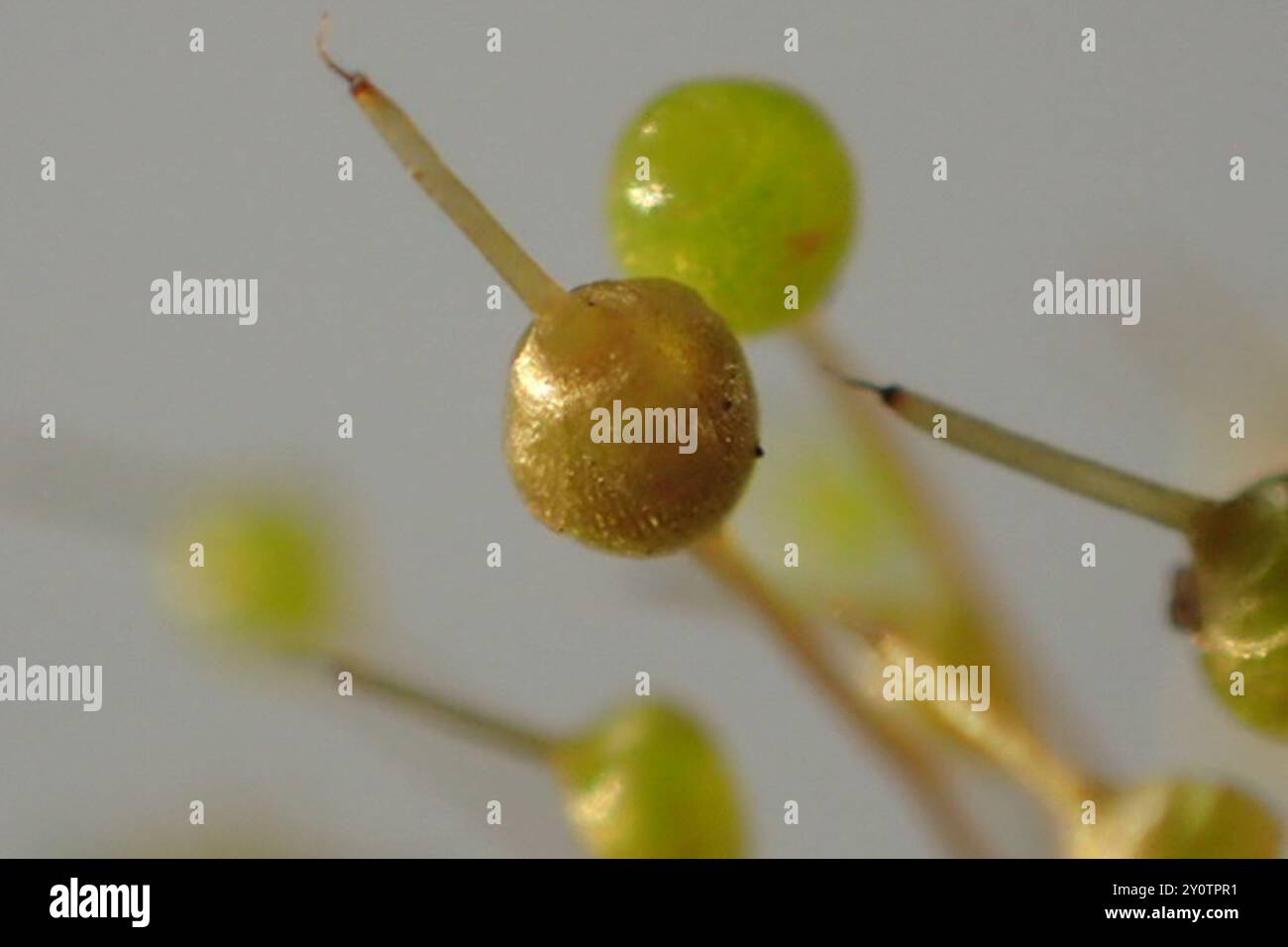 common bladder moss (Physcomitrium pyriforme) Plantae Stock Photo - Alamy