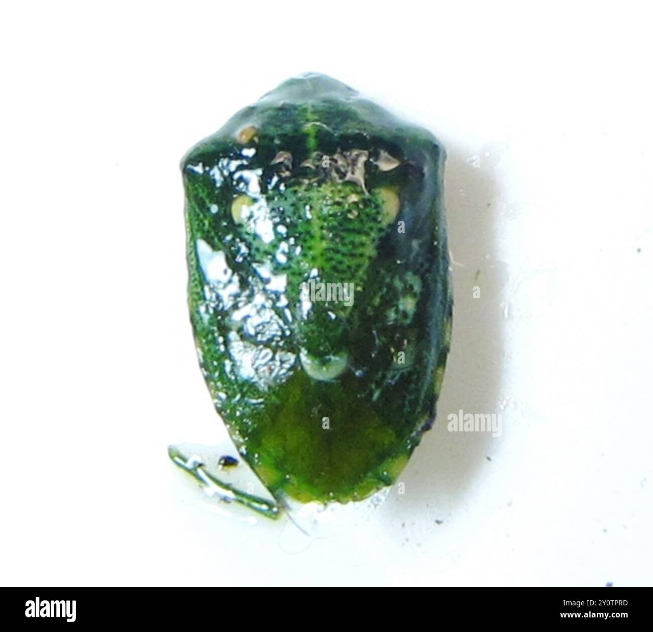 Juniper Stink Bug (Banasa euchlora) Insecta Stock Photo - Alamy