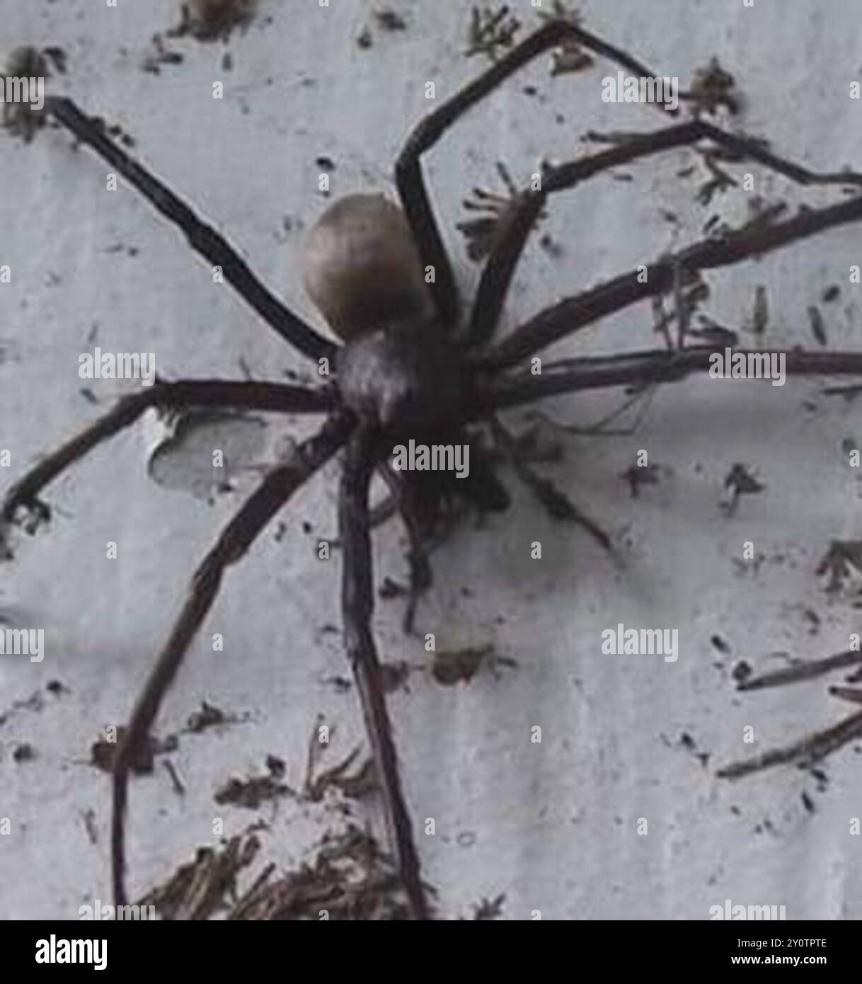 Sheetweb Spiders (Cambridgea) Arachnida Stock Photo - Alamy